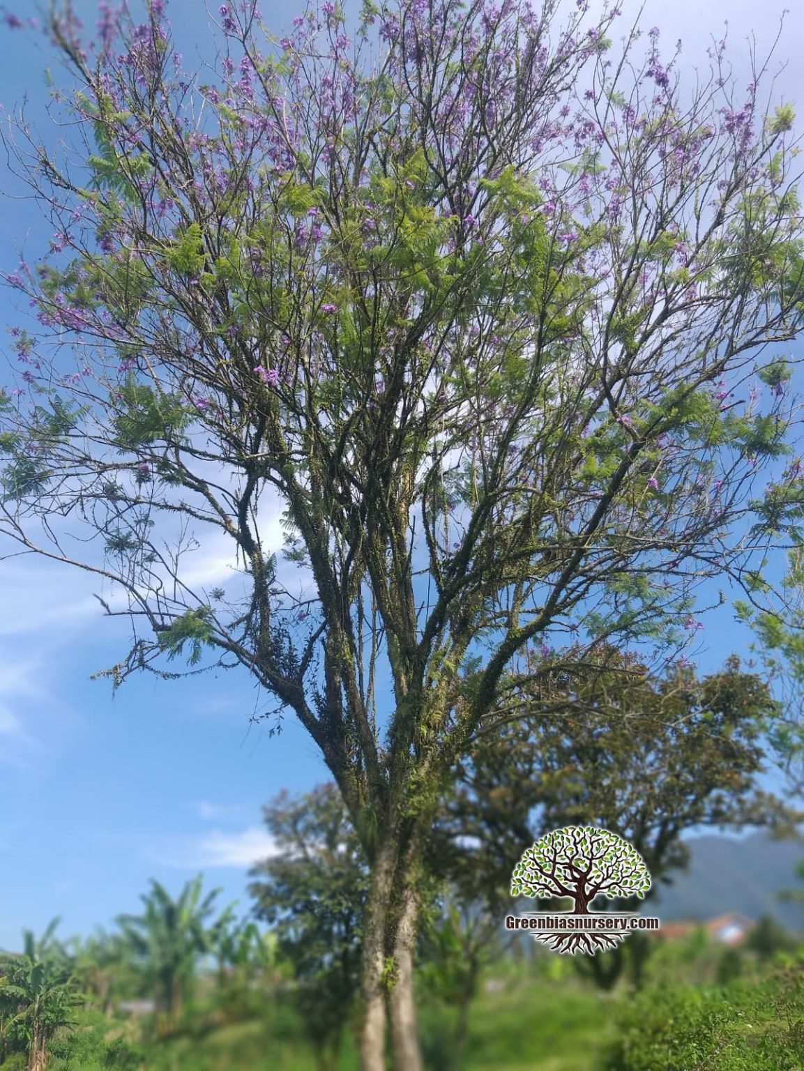 Jual Pohon Perindang Besar Harga Murah - Greenbias Nursery