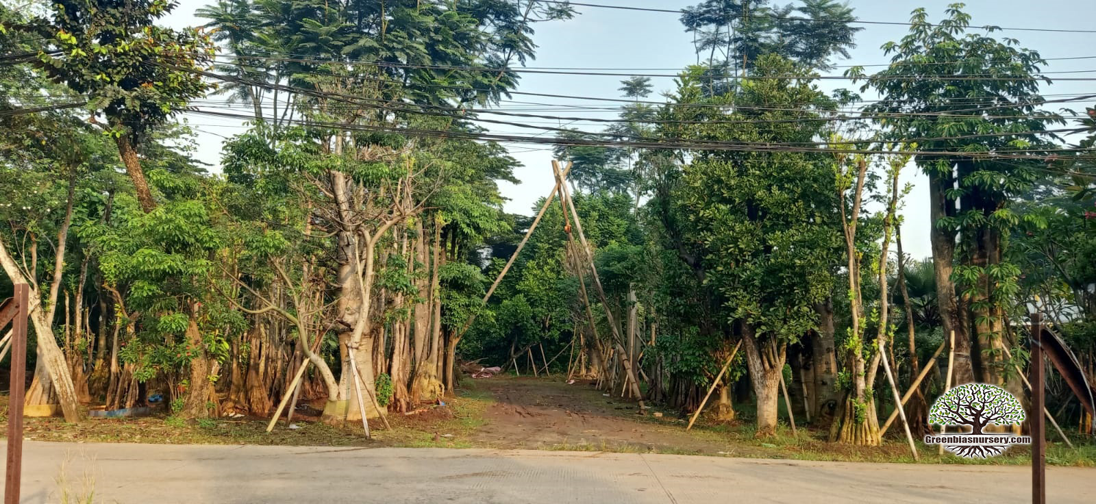 Jual Pohon Perindang Besar Harga Murah - Greenbias Nursery